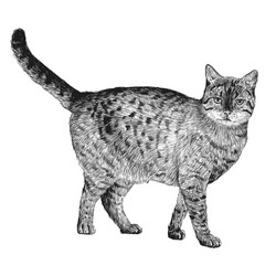 Cat Vector Images (over 320,000)