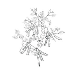 Soybean Soya Drawing Vector Images (over 250)