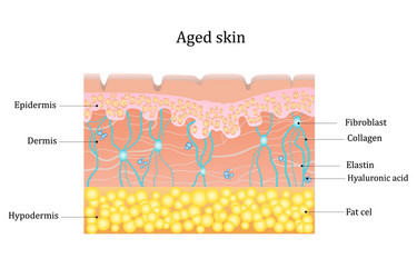 Human skin structure with collagen and elastane Vector Image