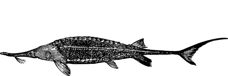 Sturgeon Vector Images (over 1,500)