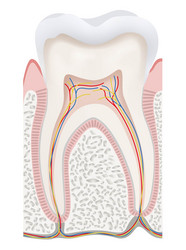 Tooth Vector Images (over 130,000)