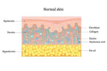 Collagen Skin Diagram Vector Images (over 260)