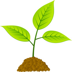 Young tree Royalty Free Vector Image - VectorStock