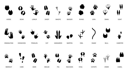 Animal and reptile footprints Royalty Free Vector Image
