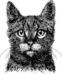 Cat Side View Vector Images (over 750)