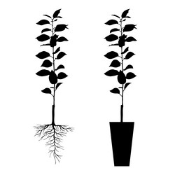 Plant in the pot with root system Royalty Free Vector Image