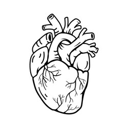 Black outline real heart Royalty Free Vector Image