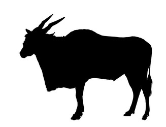 Eland Vector Images (over 100)