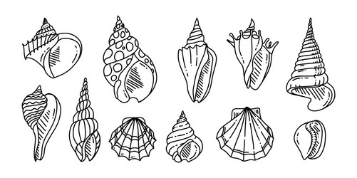 Colorful doodle set sea shell various Royalty Free Vector