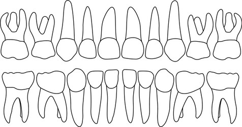 Primary teeth Royalty Free Vector Image - VectorStock