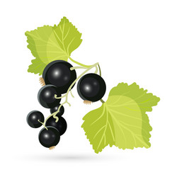 Black currant ripe cartoon Royalty Free Vector Image