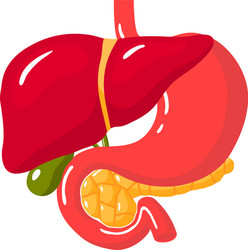 Healthy pancreas concept Royalty Free Vector Image