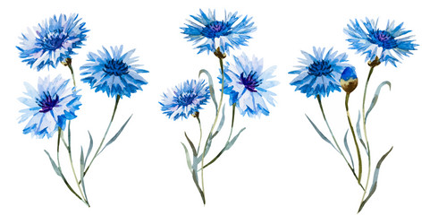 Cornflower Vector Images (over 3,900)