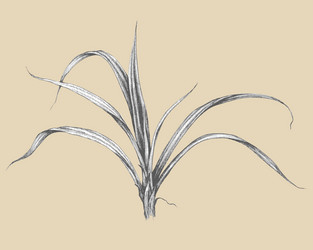 Tropical frame border design summer with plants Vector Image