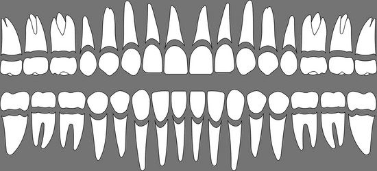 Canine Molar Incisor Vector Images (over 150)