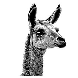 Llama standing sketch hand drawn in doodle style Vector Image