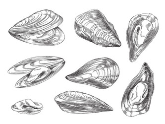 Hand drawn mussel set colored sketch Royalty Free Vector