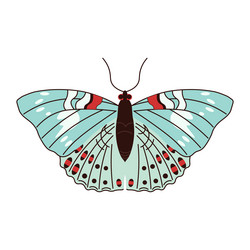 Black butterfly top view isolated on a white Vector Image
