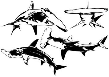 Hammerhead Shark Outline