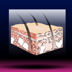 Skin anatomy Royalty Free Vector Image - VectorStock