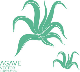 Agave Royalty Free Vector Image - VectorStock