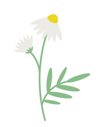 Chamomile sprig in flat style Royalty Free Vector Image