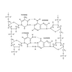 Dna Royalty Free Vector Image - VectorStock