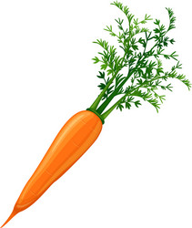 Carrot root vegetable cartoon Royalty Free Vector Image