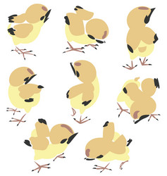 Chick Vector Images (over 28,000)