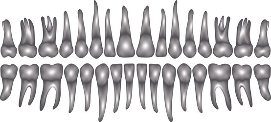 Canine Molar Incisor Vector Images (over 150)