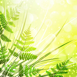 Fern frame Royalty Free Vector Image - VectorStock