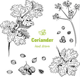Coriander hand drawn set Royalty Free Vector Image
