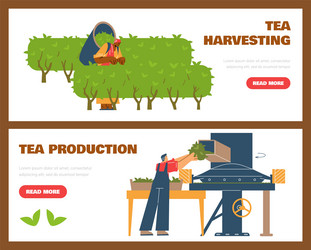 Tea production facility grading harvested leaves Vector Image