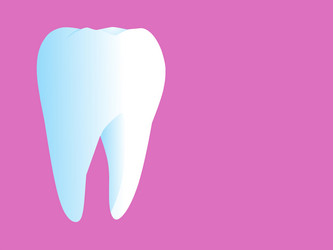 Tooth anatomy Royalty Free Vector Image - VectorStock