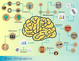 Creative infographics brain function Royalty Free Vector