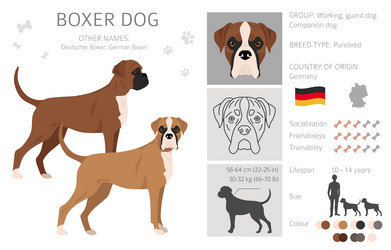 Boxer dog clipart all coat colors set different Vector Image