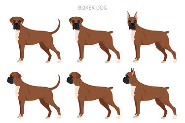 Boxer dog clipart all coat colors set different Vector Image