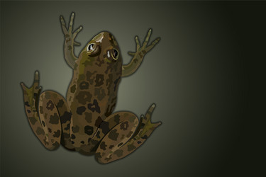 Animal Top View Vector Images (over 2,400)