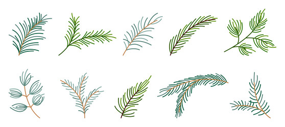 Fir branch variety shape evergreen plant line set Vector Image