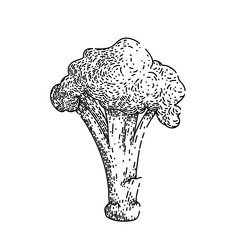 Broccoli fresh sketch hand drawn Royalty Free Vector Image