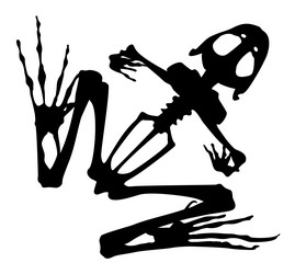 Frog Skeleton Vector Images (over 160)