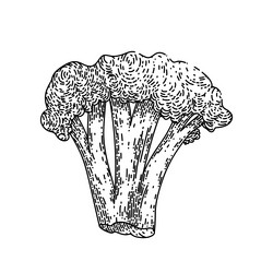 Broccoli fresh sketch hand drawn Royalty Free Vector Image