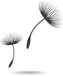 Dandelion Royalty Free Vector Image - VectorStock