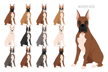 Boxer dog clipart all coat colors set different Vector Image