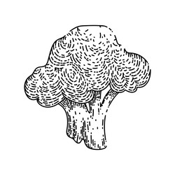 Broccoli fresh sketch hand drawn Royalty Free Vector Image