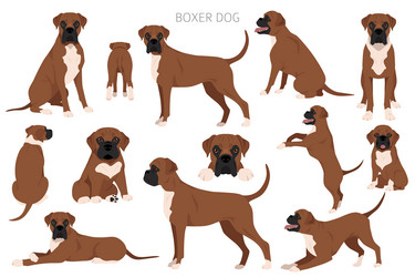 Boxer dog clipart all coat colors set different Vector Image