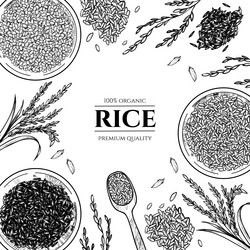 Frame with rice hand drawn vintage style Vector Image