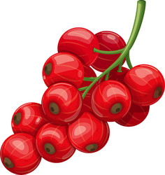 Red currants with green leaves sweet small Vector Image