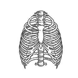 Rib Cage Vector Images (over 890)