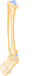 Snn bones lower limb anterior view human Vector Image